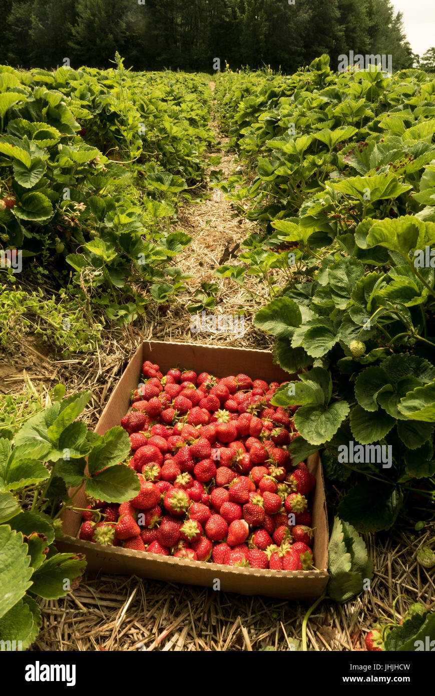 A visit to the local pick-your-own strawberry farm is a family ...