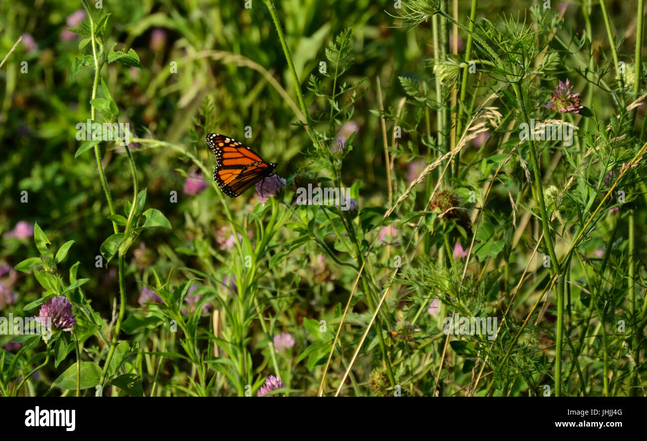 Monarch Butterfly in a Field of Wildflowers Stock Photo - Alamy