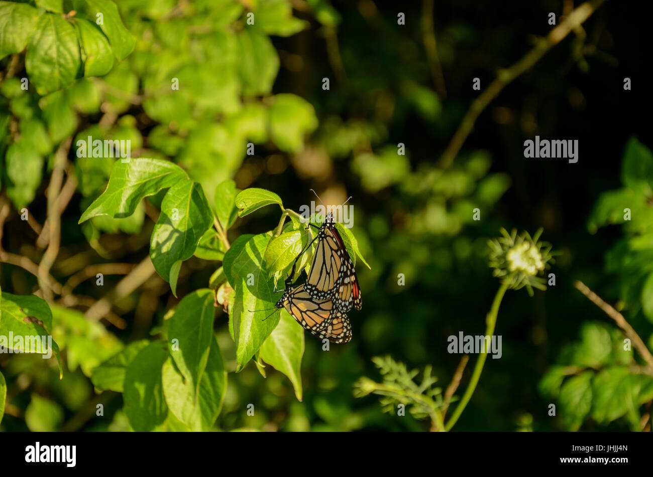 Multiple butterflies hi-res stock photography and images - Alamy