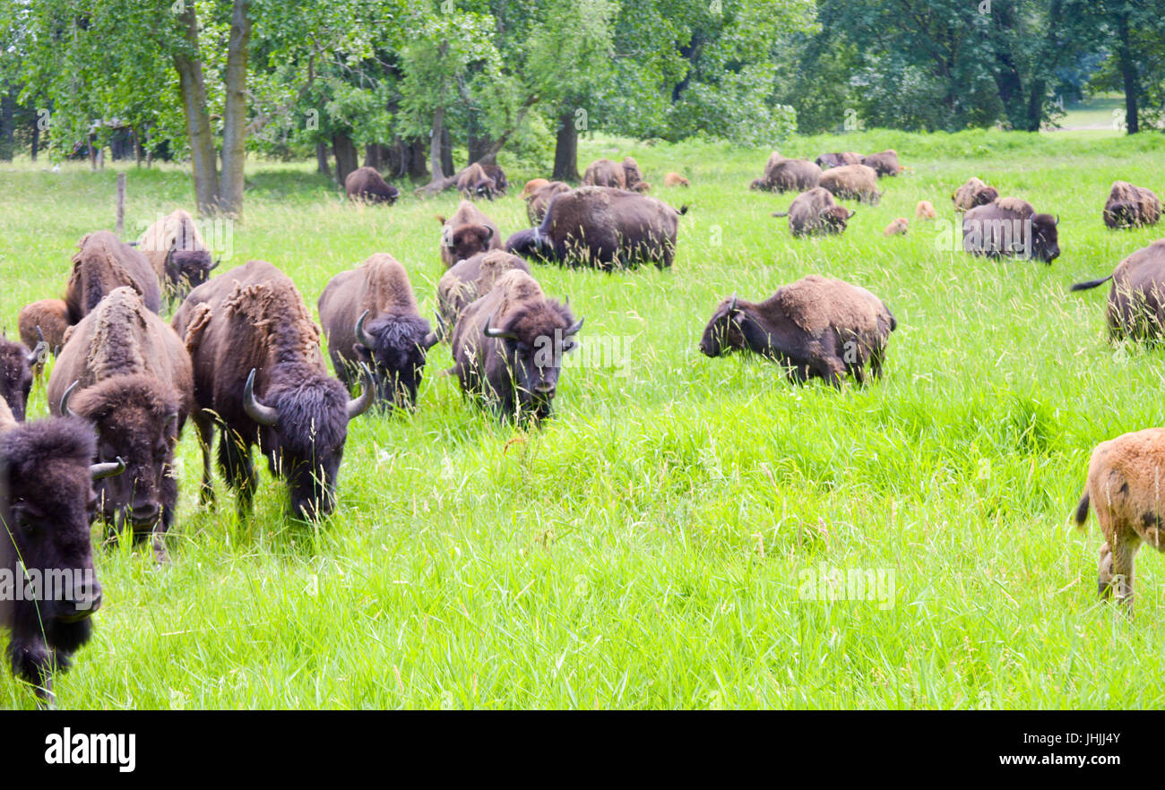 Wild Bison grazing in a field Stock Photo - Alamy