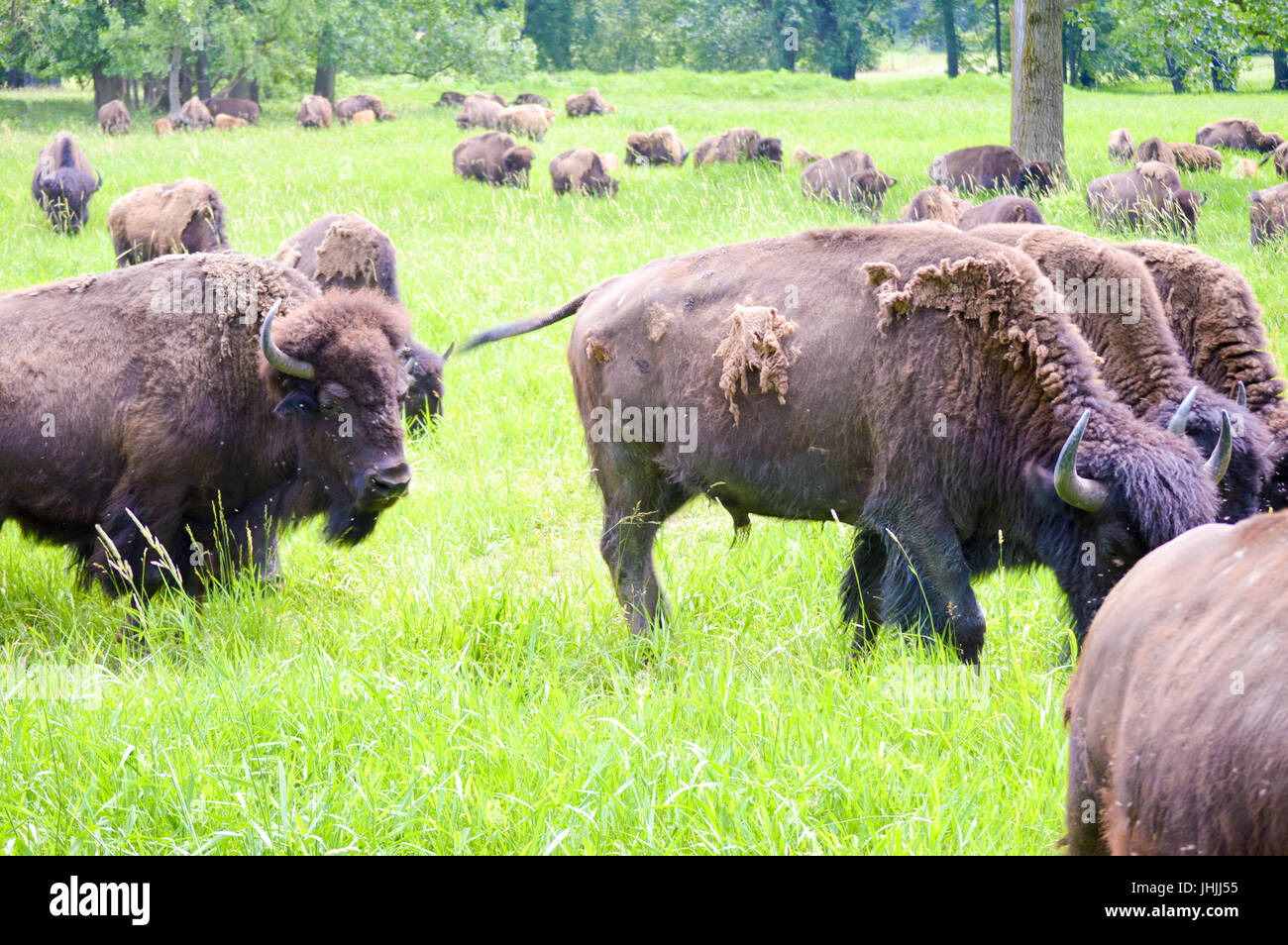 Wild Bison grazing in a field Stock Photo - Alamy