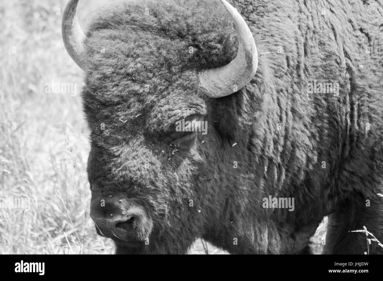 Bison yellowstone close up bull Black and White Stock Photos & Images ...