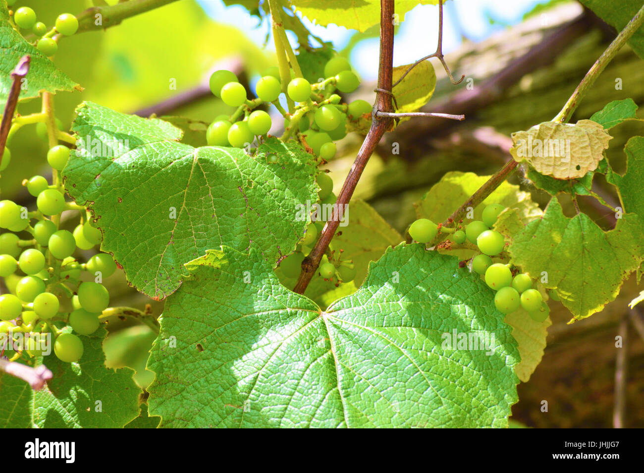 New grapes appear on vines in the early Spring Stock Photo - Alamy