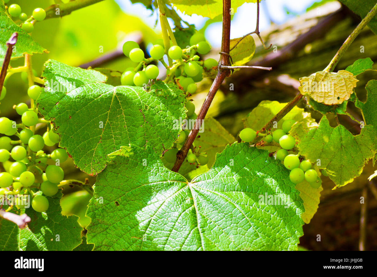 New grapes appear on vines in the early Spring Stock Photo - Alamy