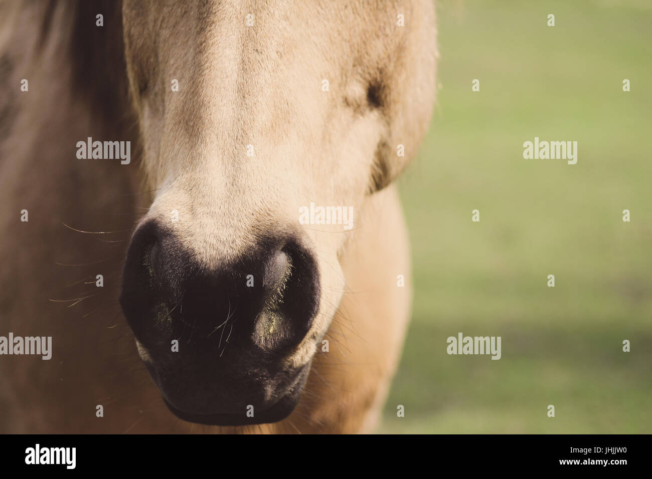 Barnyard horses hi-res stock photography and images - Alamy