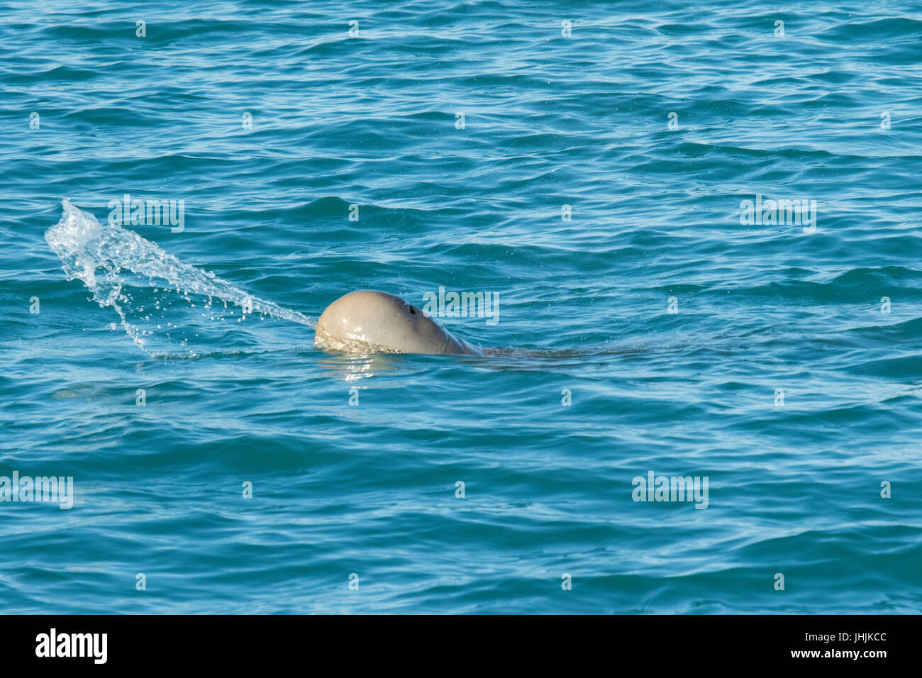 Australian Snubfin Dolphin