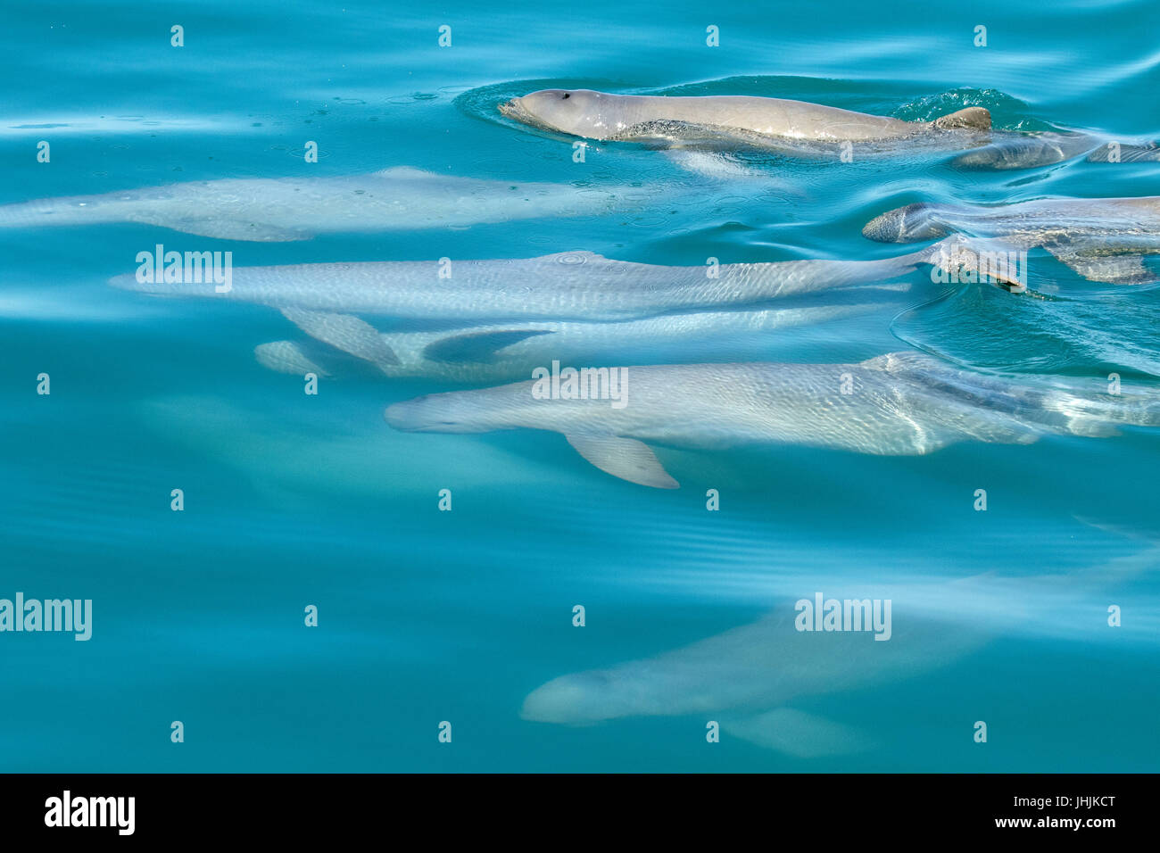 Australian Snubfin Dolphins (Orcaella heinsohni) socializing and mating ...