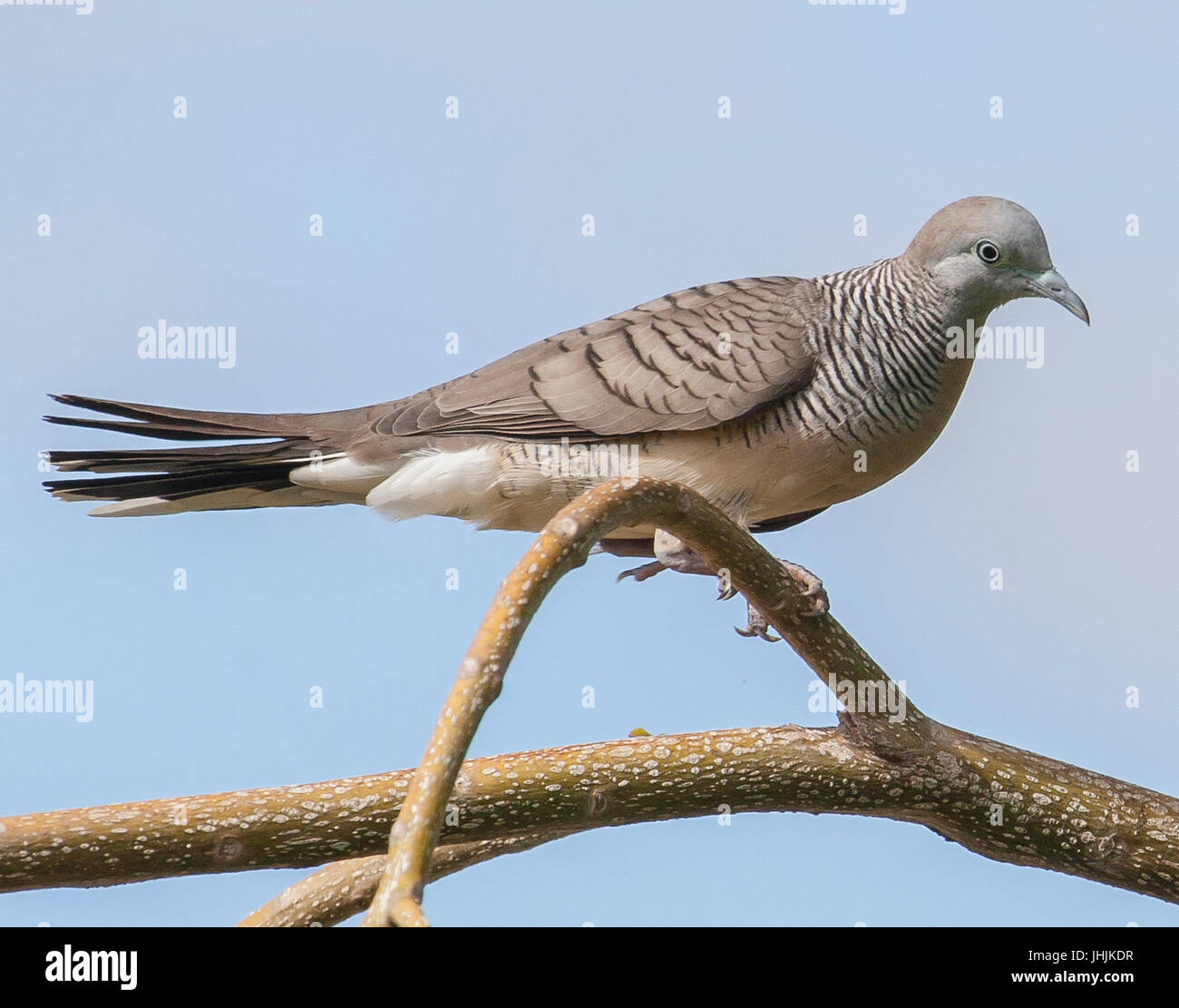Zebra Dove Perched On Branch Stock Photo - Alamy