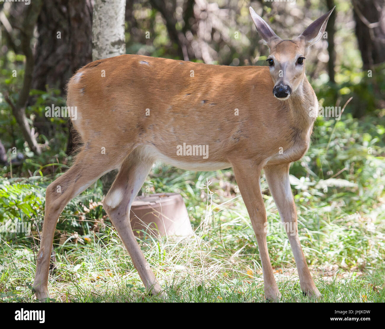 Deer Whitetail Doe Close Up Photo Stock Photo - Alamy