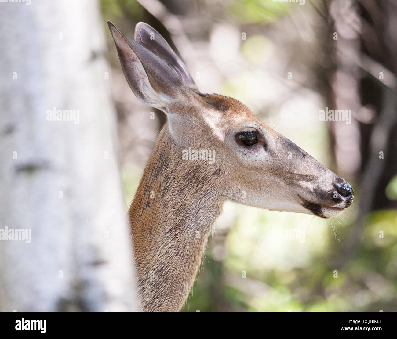Doe closeup hi-res stock photography and images - Alamy