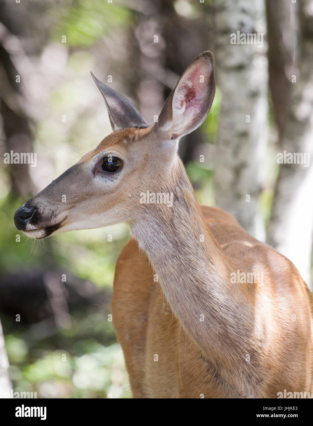 Doe portrait closeup hi-res stock photography and images - Alamy
