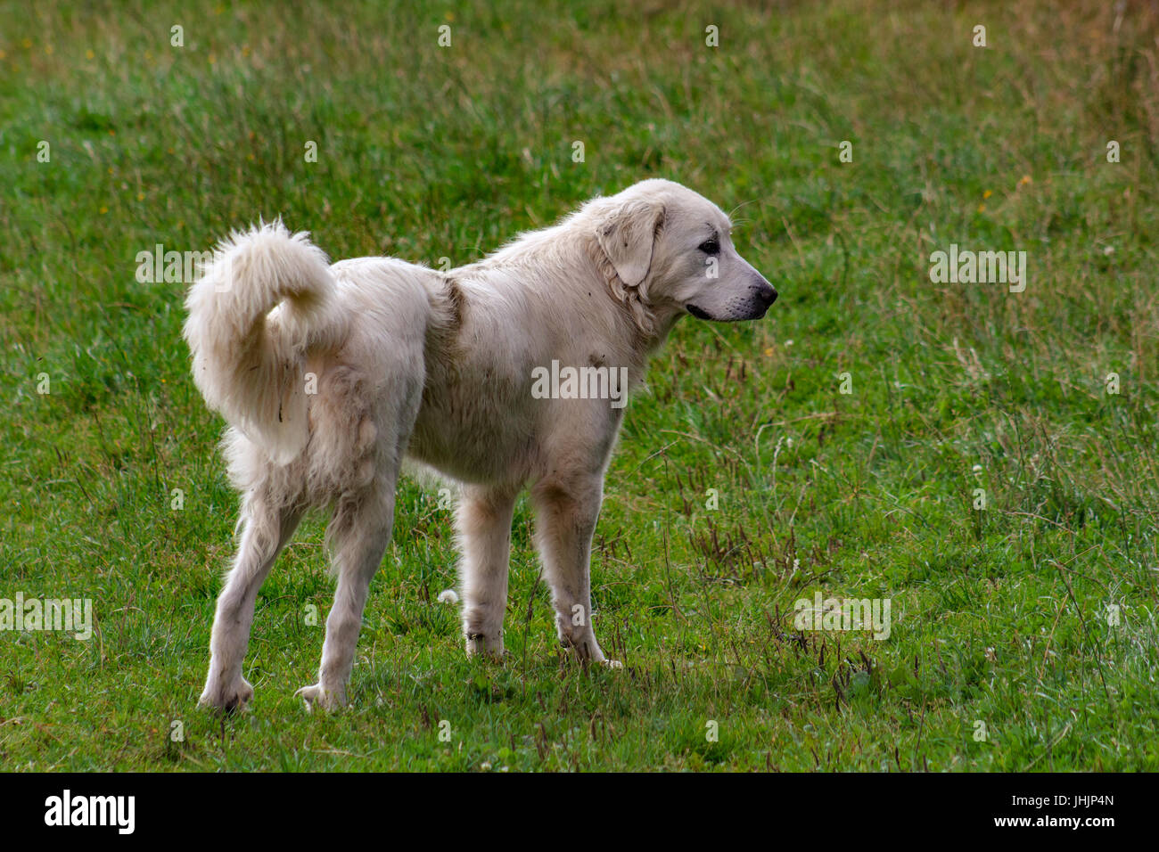 Maremma dog sheep hi-res stock photography and images - Alamy