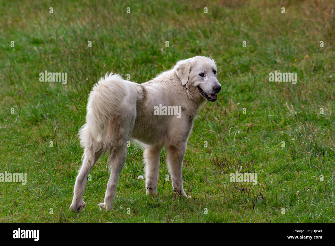 Maremma dog sheep hi-res stock photography and images - Alamy