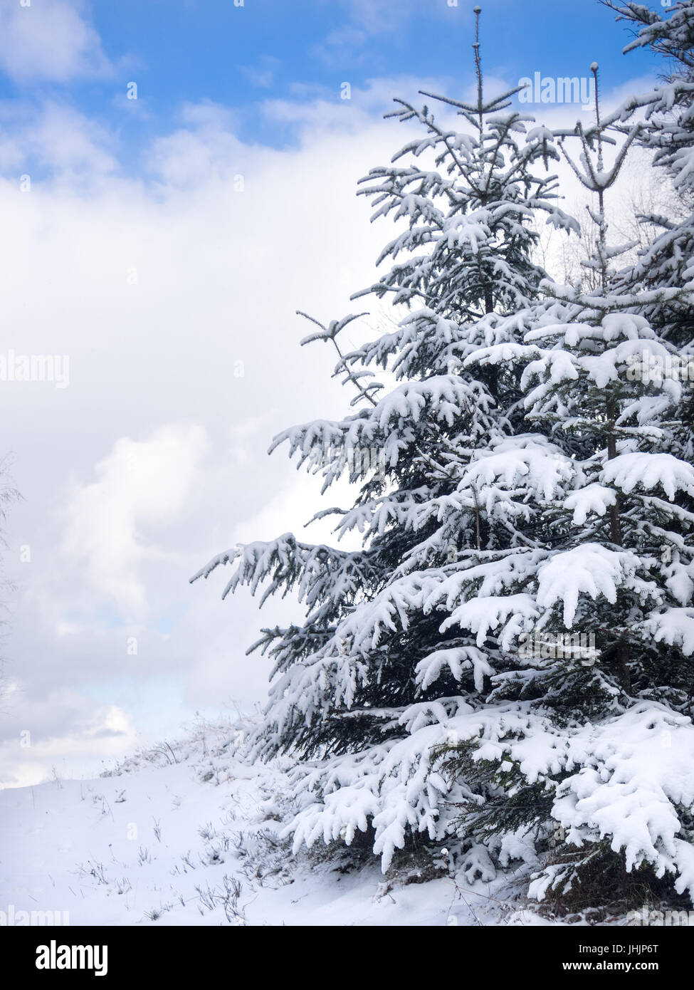 Fir tree covered with snow on hill at sky background Stock Photo - Alamy