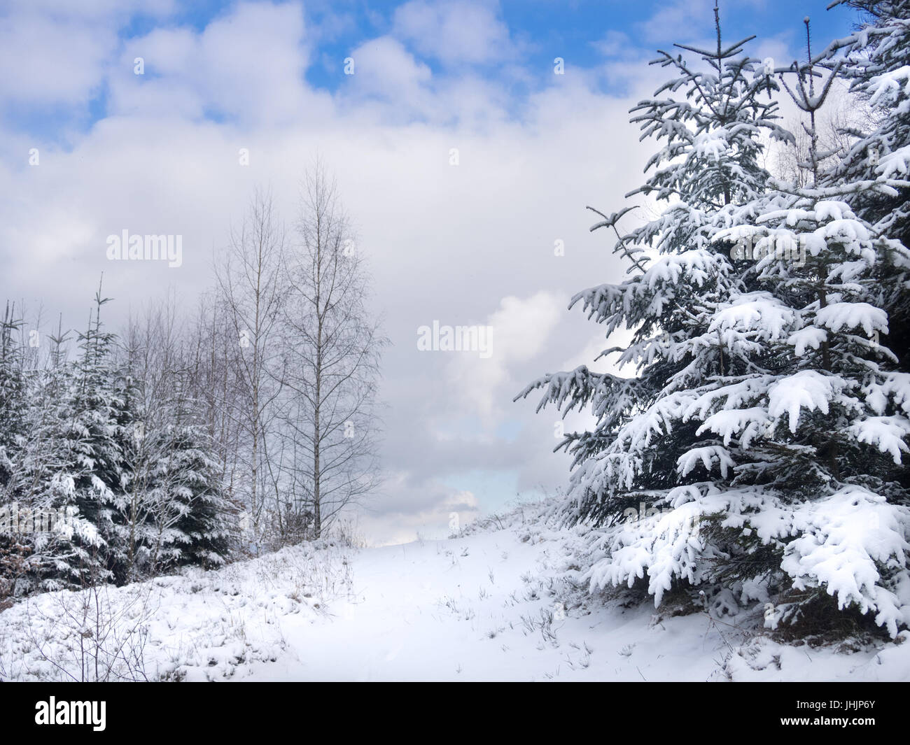 Fir tree covered with snow on hill at sky background Stock Photo - Alamy