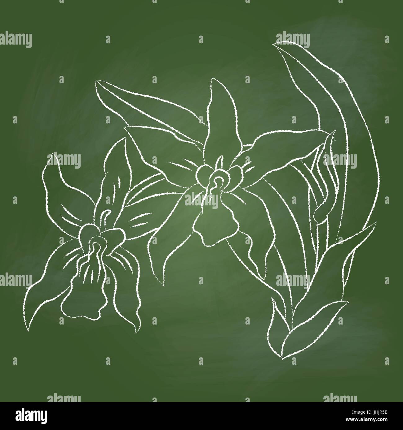 Vintage orchid, etching Stock Vector Images - Alamy