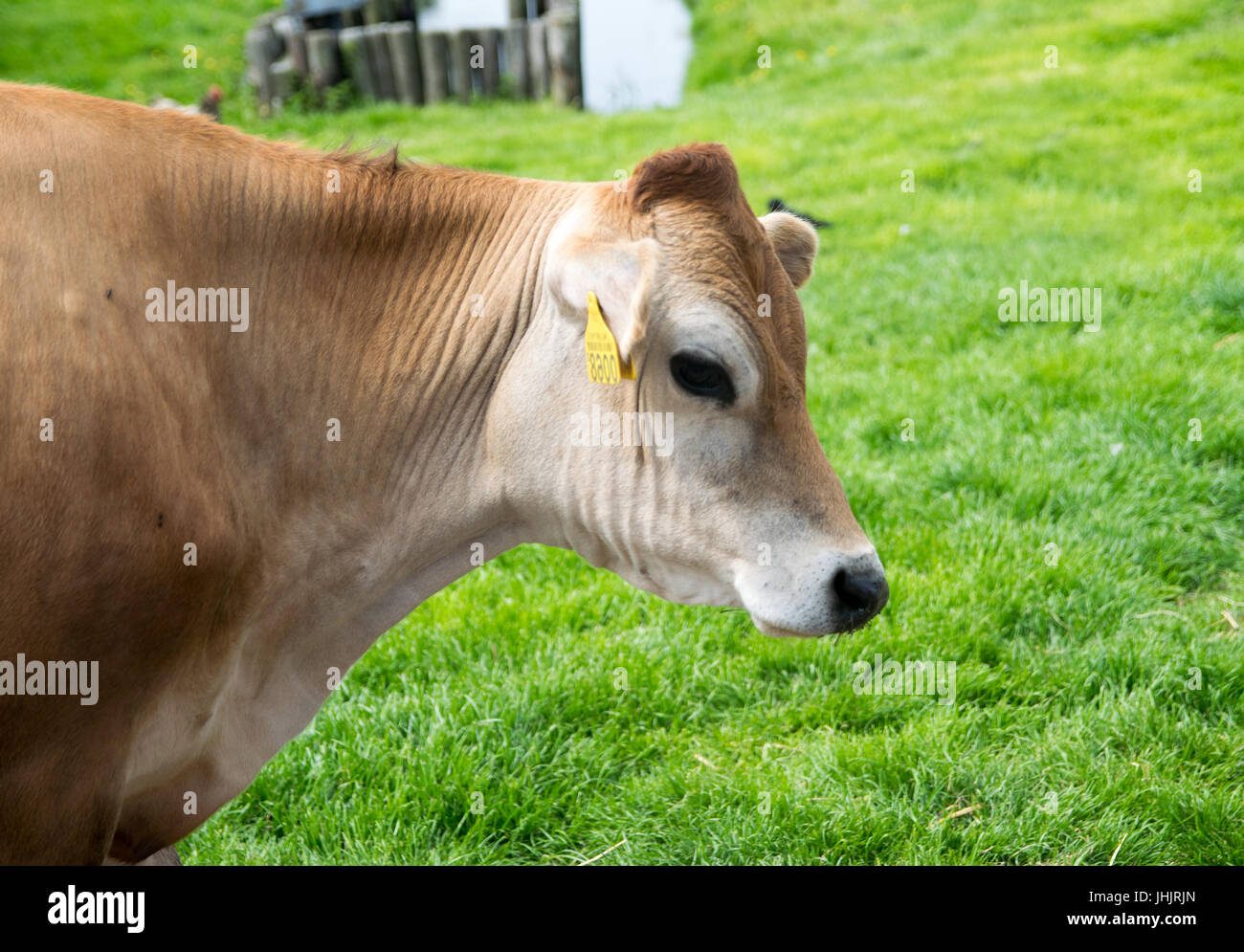 Portrait of a bright brown cow Stock Photo - Alamy