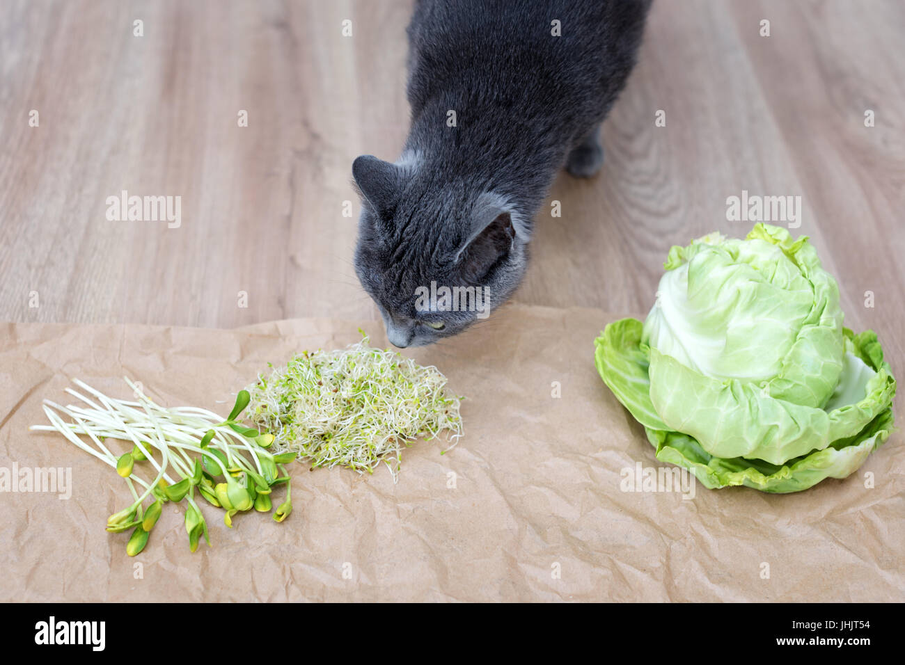 Gray cat sniffing food, green cabagge and micro greens. Cutted ...