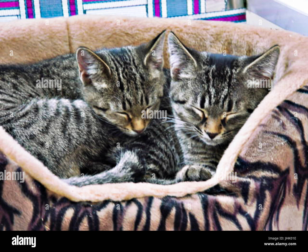 Bengal Kittens asleep in cat bed Stock Photo - Alamy