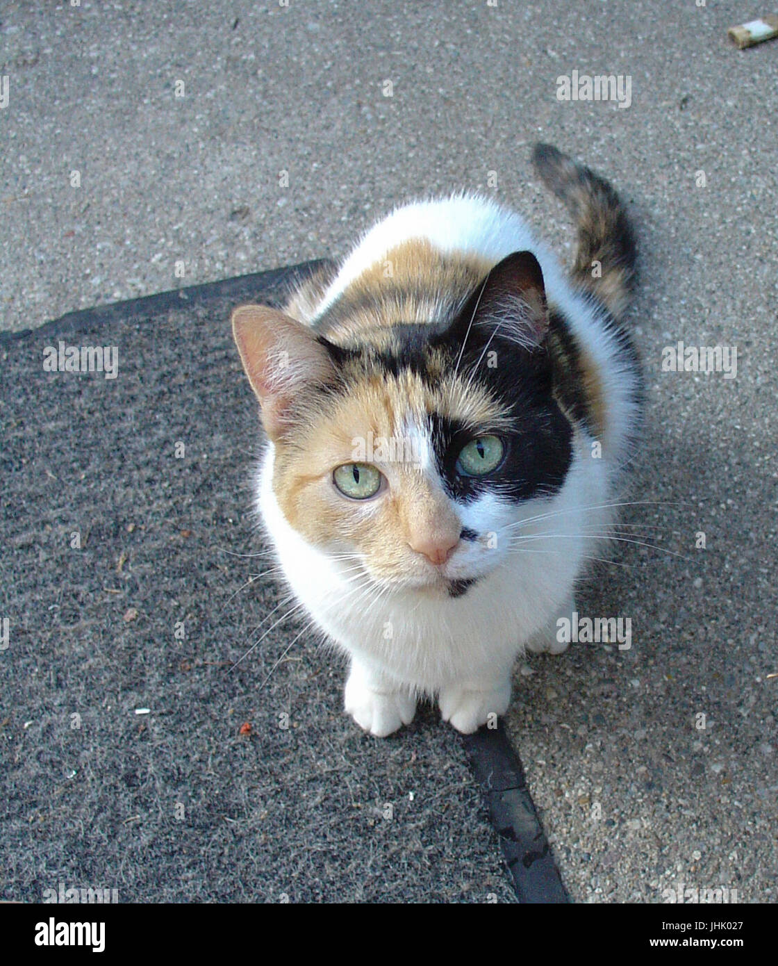 Calico cat looking at viewer with hopeful look Stock Photo - Alamy