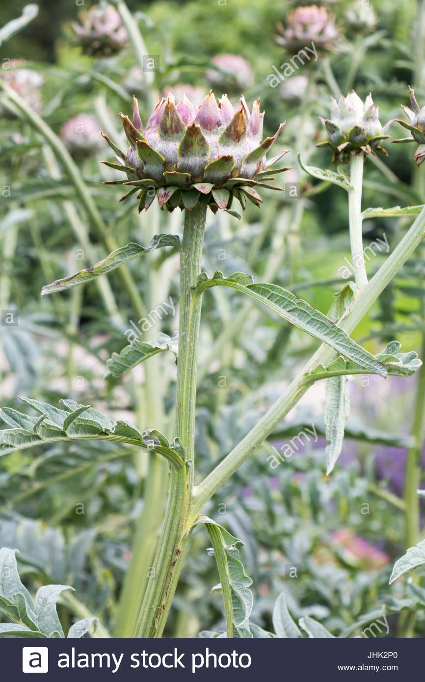 Cardoon Plant Stock Photos & Cardoon Plant Stock Images - Alamy