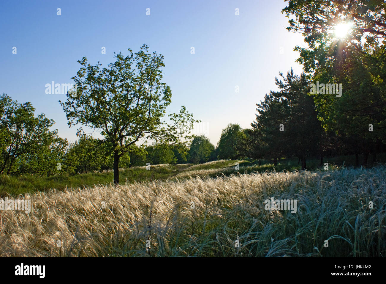 landscape grass in the steppe Stock Photo - Alamy