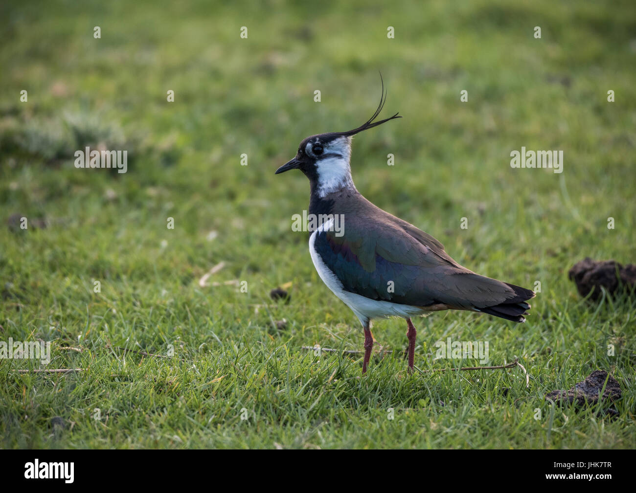Lapwing (Peewit) on open grassland Stock Photo - Alamy