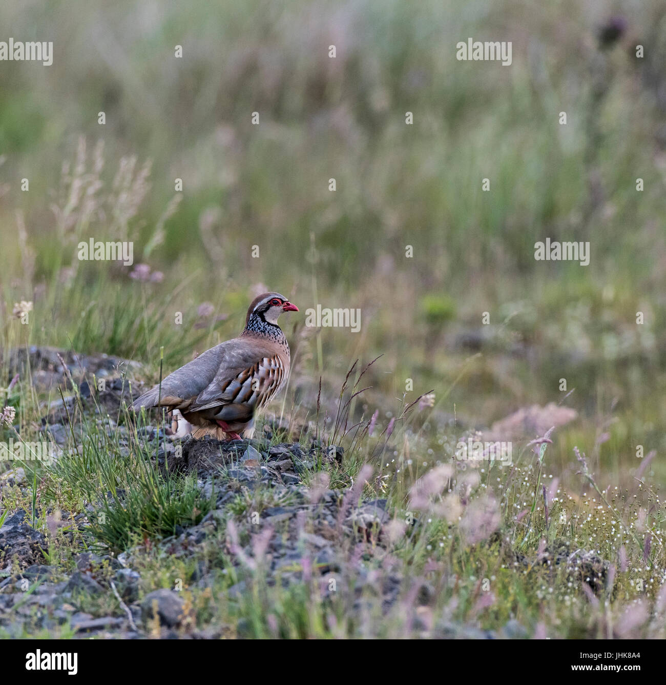 Red-legged partridge photographed in context on an upland area of re ...