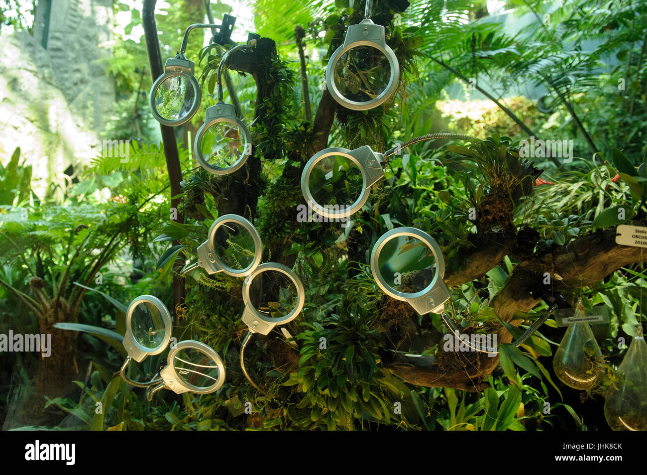 Magnifying glasses provided for viewers to look more closely at orchid ...