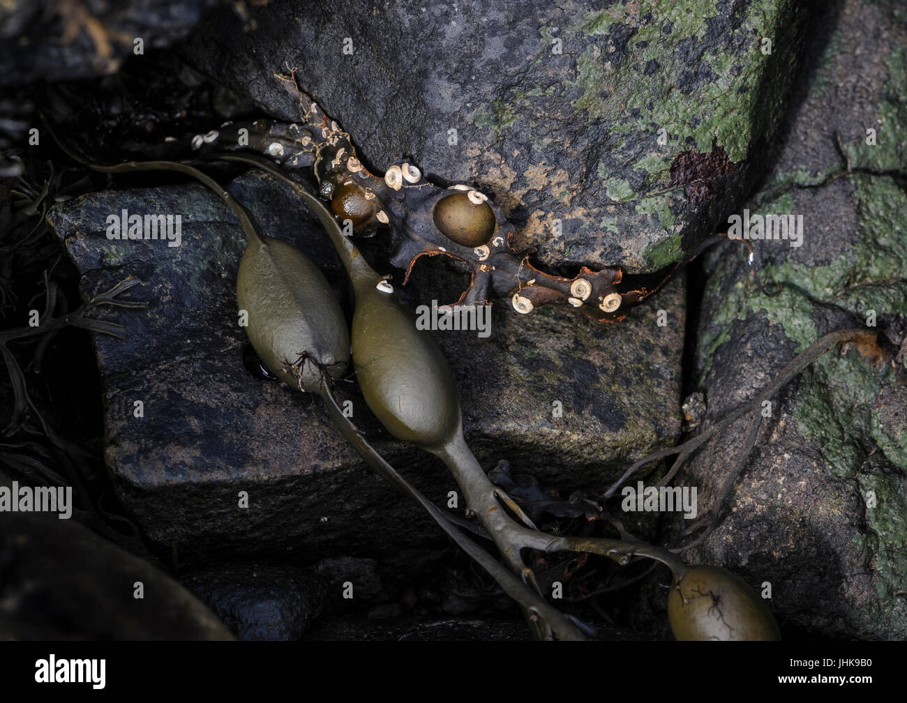 Close up of seaweed and rocks below the high tide line on sea shore in ...