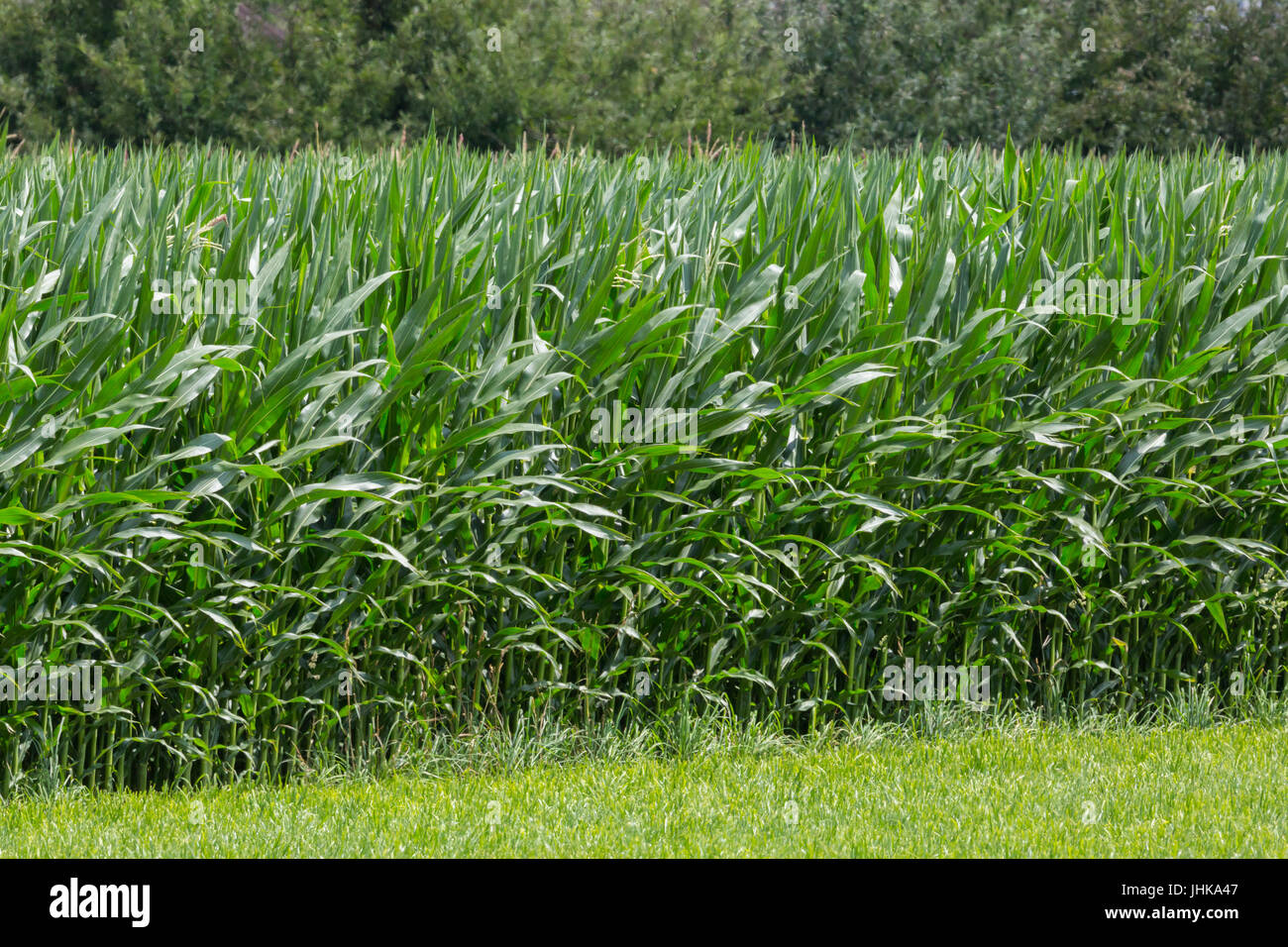 Sweet Corn Plants High Resolution Stock Photography and Images - Alamy