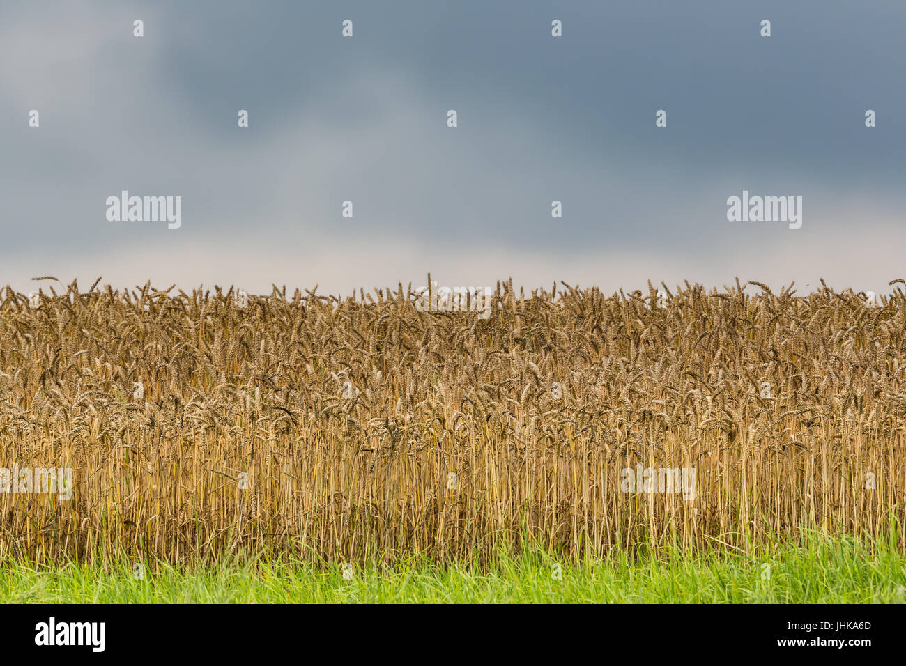 Wheatfield hi-res stock photography and images - Alamy