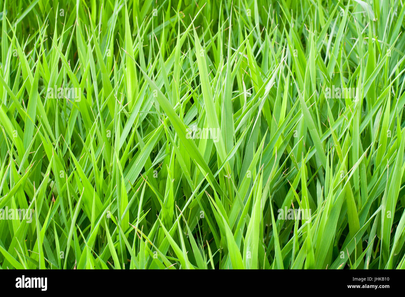 Summer green grass. background, texture Stock Photo - Alamy