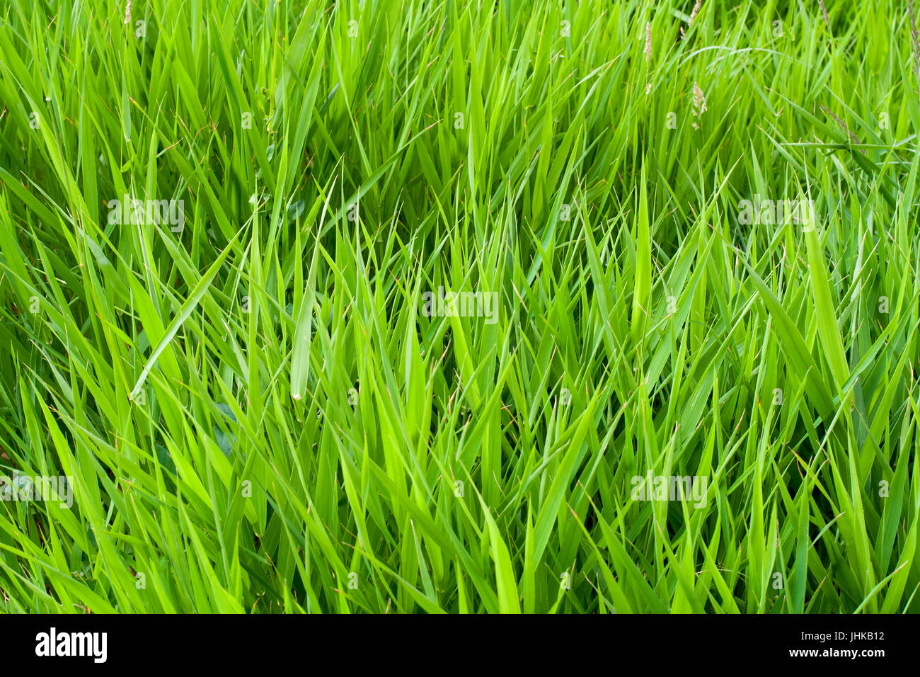 Summer green grass. background, texture Stock Photo - Alamy