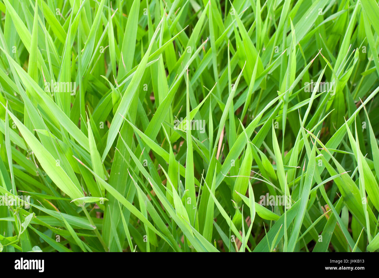 Summer green grass. background, texture Stock Photo - Alamy