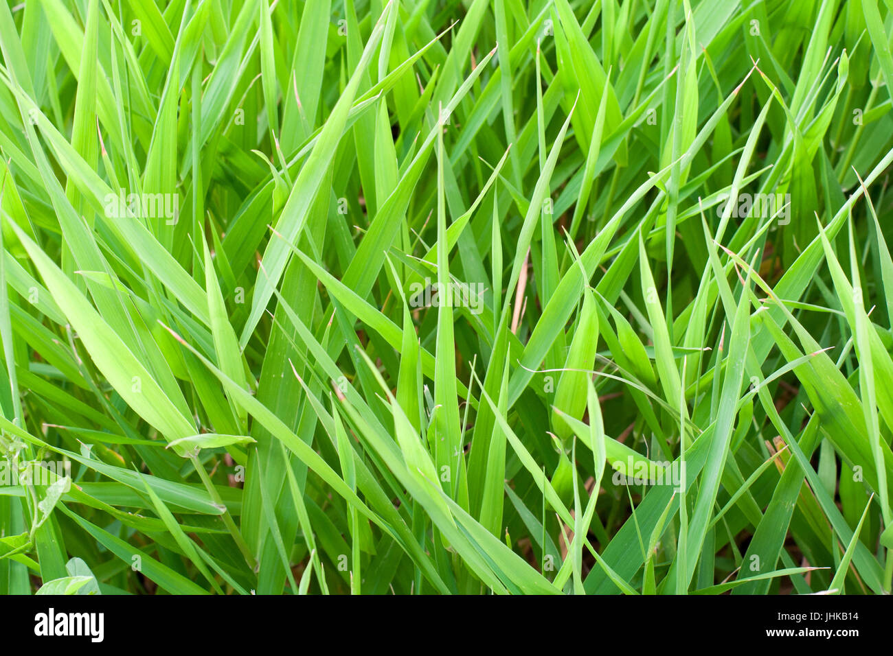 Summer green grass. background, texture Stock Photo - Alamy