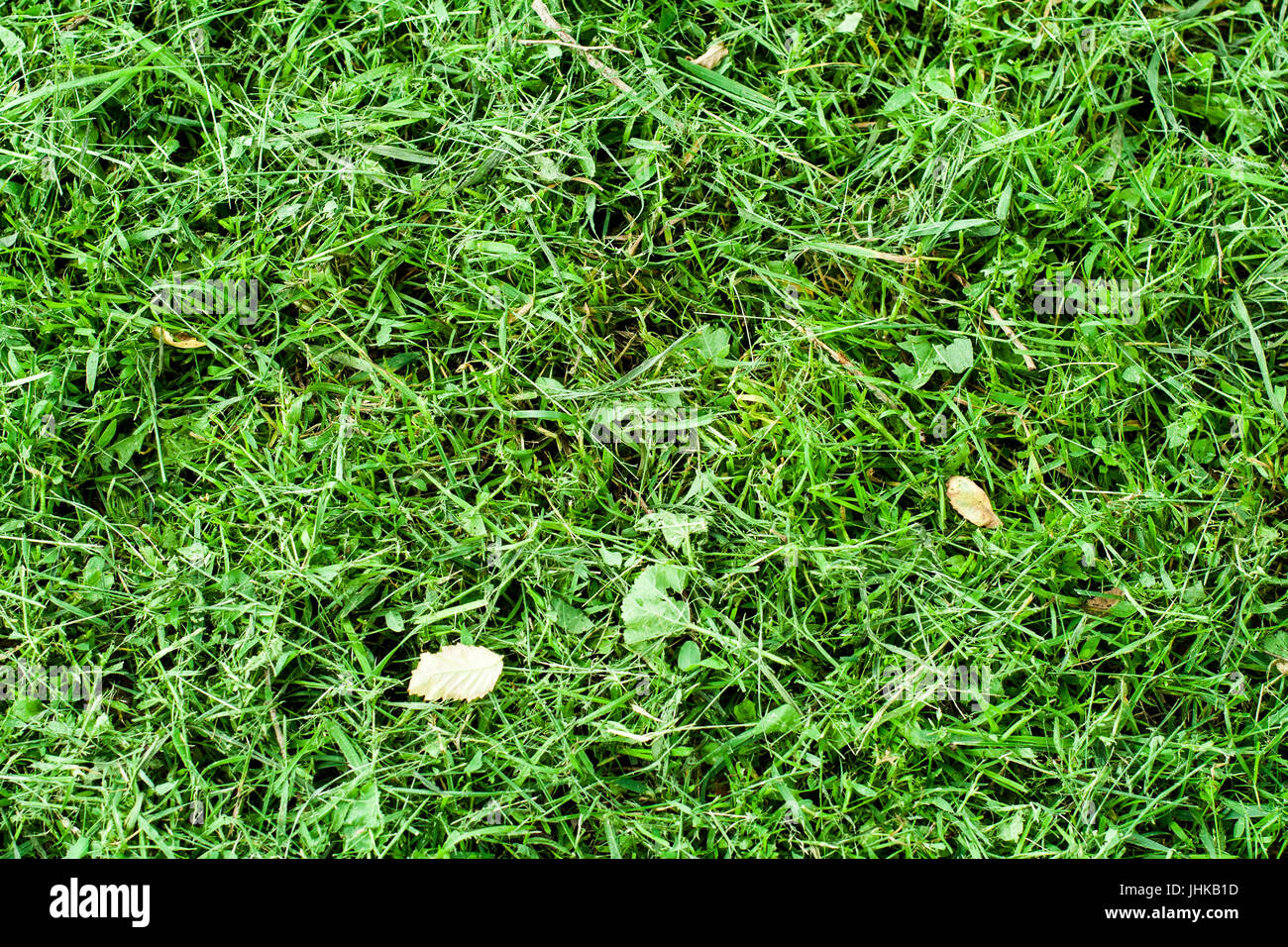 Mowed grass pattern hi-res stock photography and images - Alamy