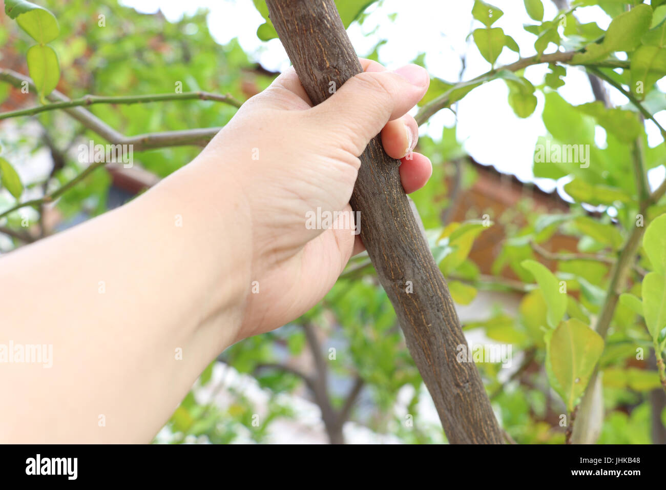 Pulling tree trunk hi-res stock photography and images - Alamy