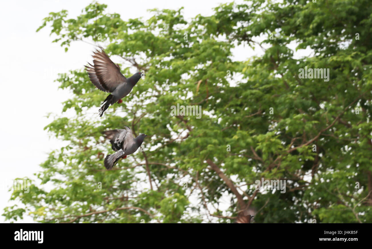 pigeon,focus at bird flying in natural background Stock Photo - Alamy