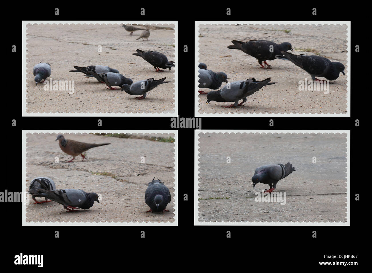 Herd of birds hi-res stock photography and images - Alamy