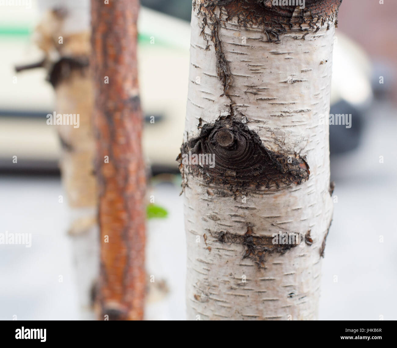 young birch. nature, outdoor Stock Photo - Alamy