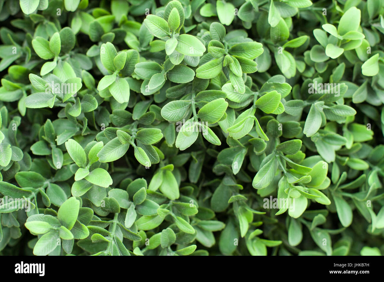 Green leafy background, texture Stock Photo - Alamy