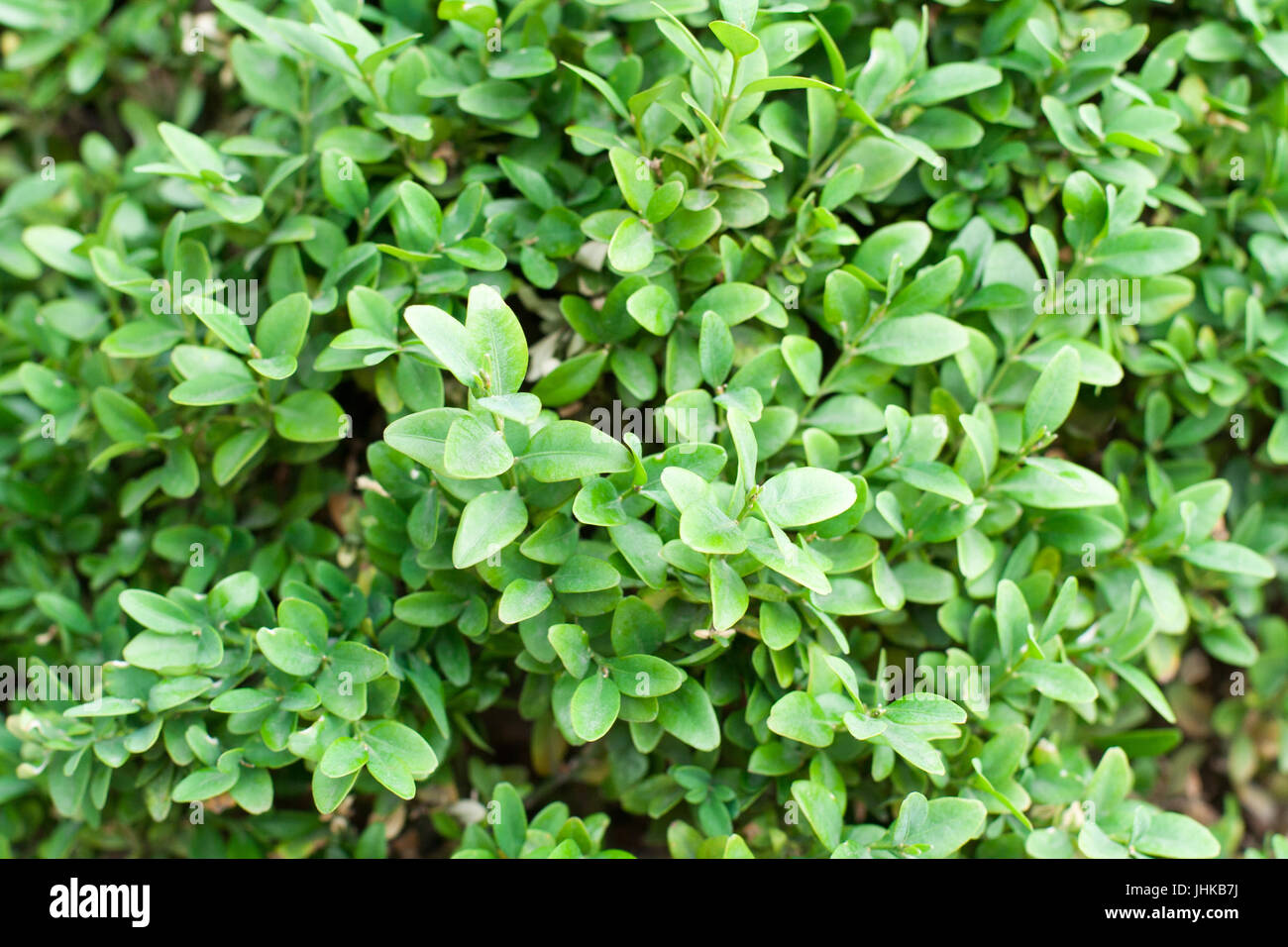 Green leafy background, texture Stock Photo - Alamy