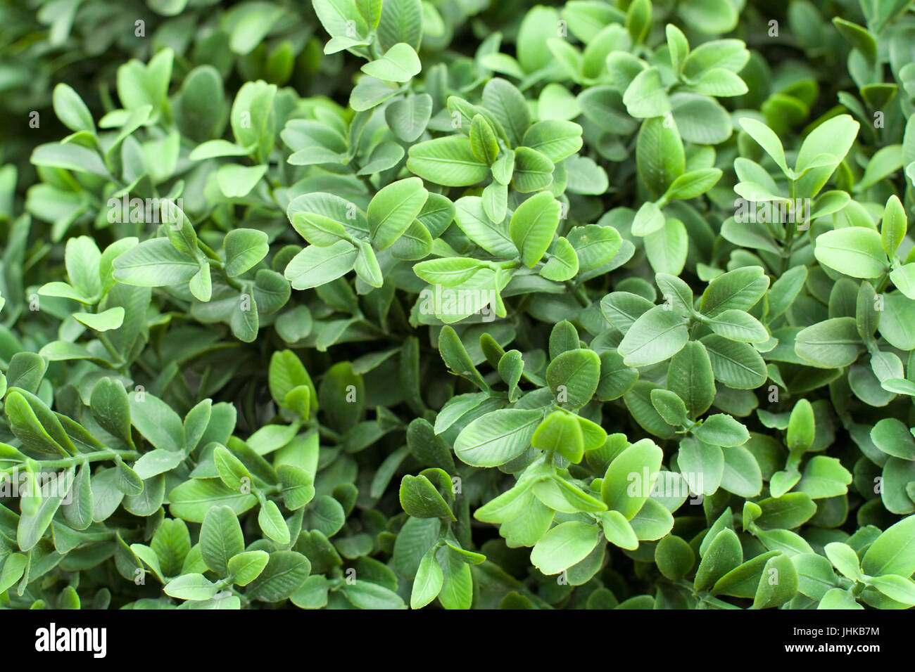 Green leafy background, texture Stock Photo - Alamy