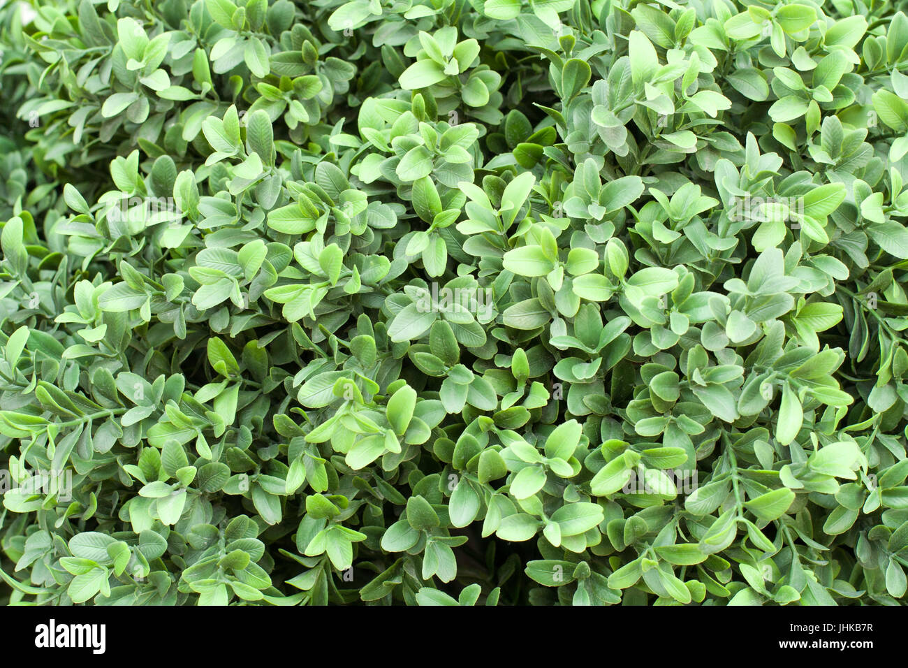 Green leafy background, texture Stock Photo - Alamy
