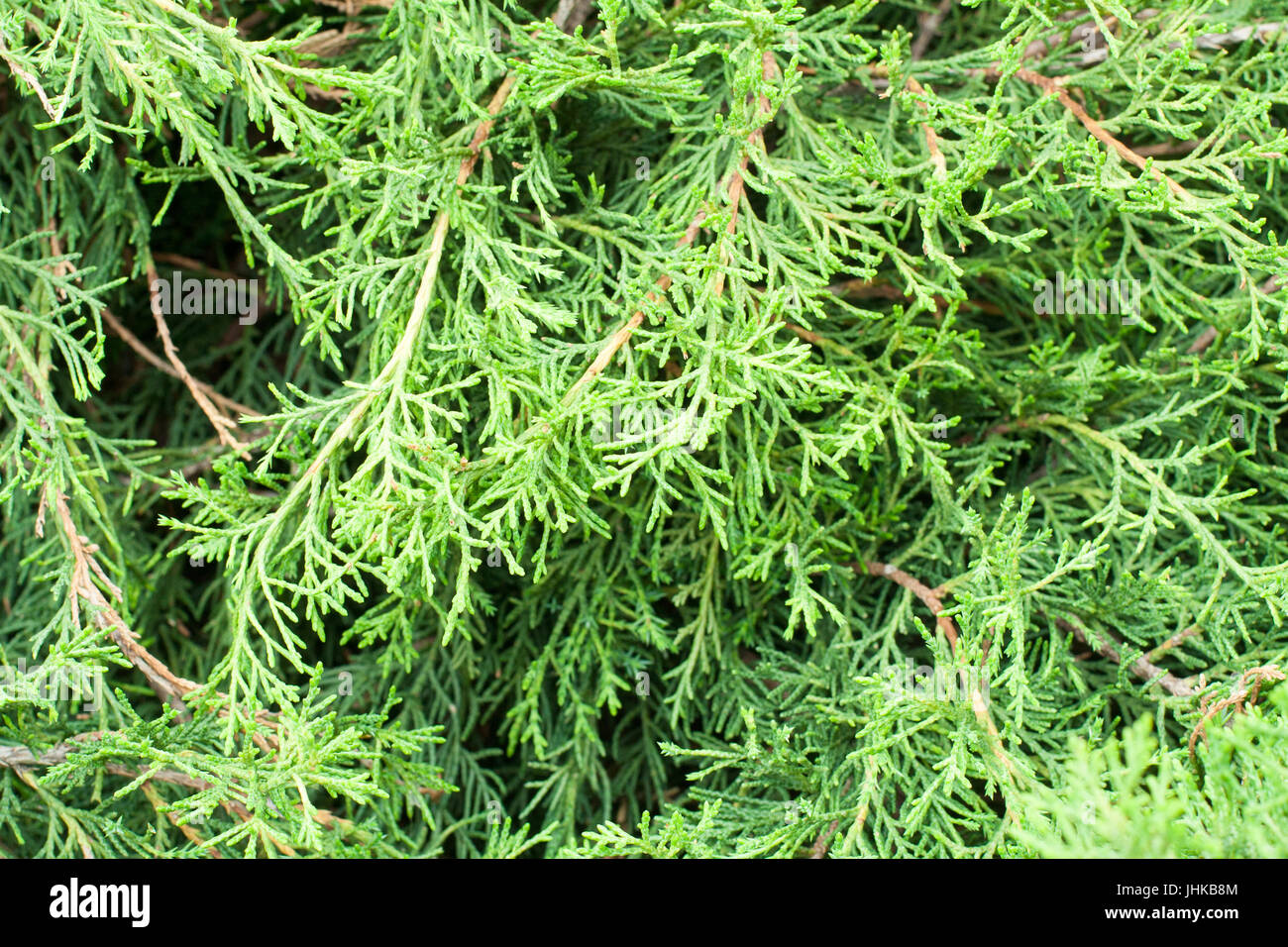 Green leafy background, texture Stock Photo - Alamy