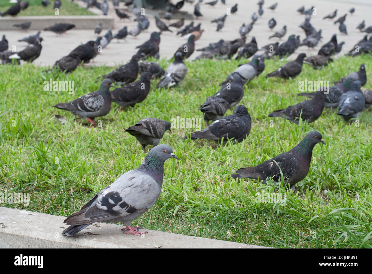 lots of pigeons in the city. nature, animals Stock Photo - Alamy