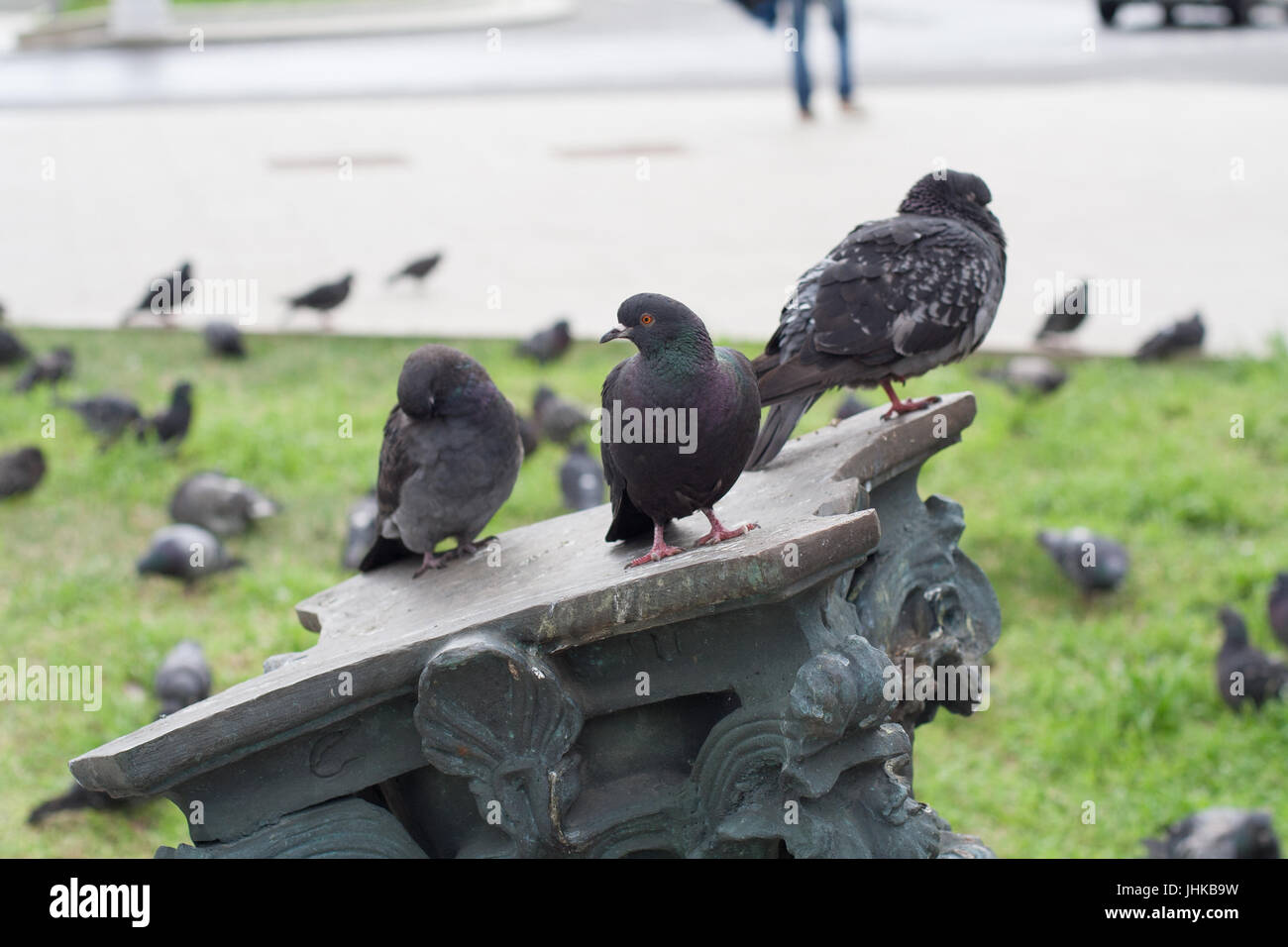 Column pigeon pigeons hi-res stock photography and images - Alamy