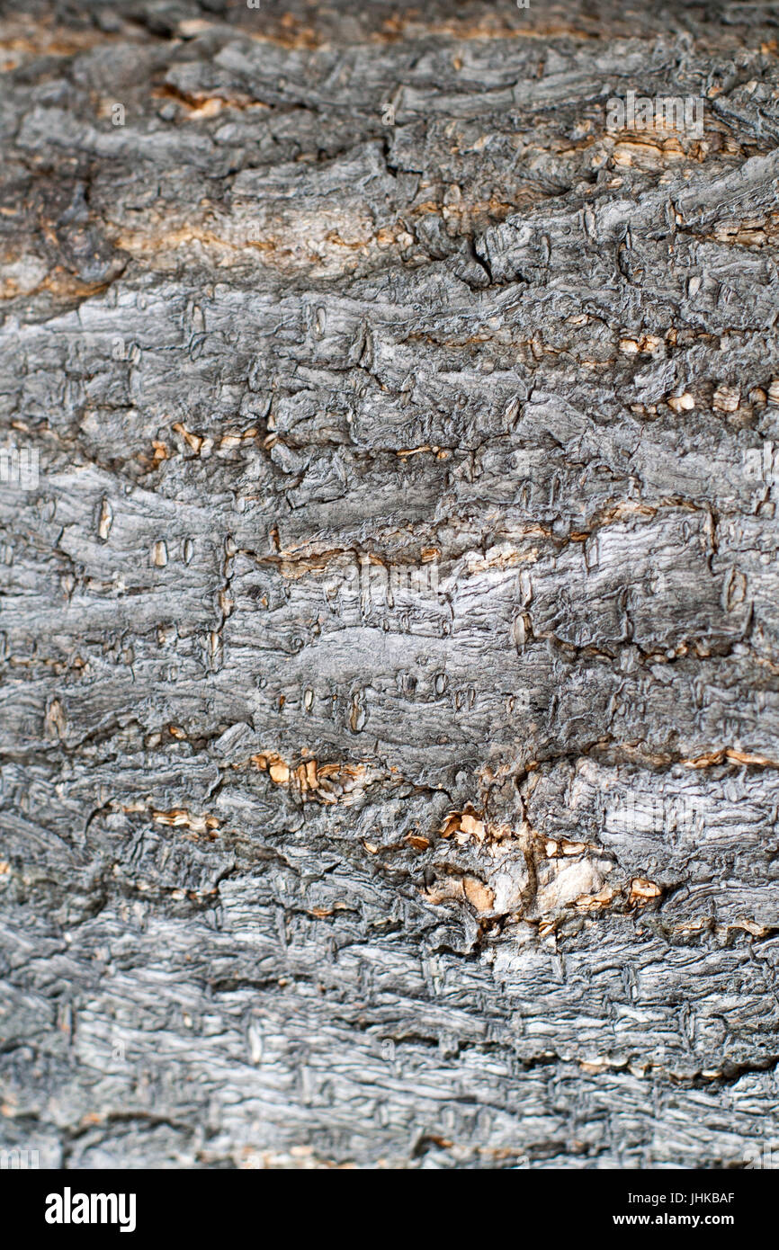 gray bark. texture, background Stock Photo - Alamy