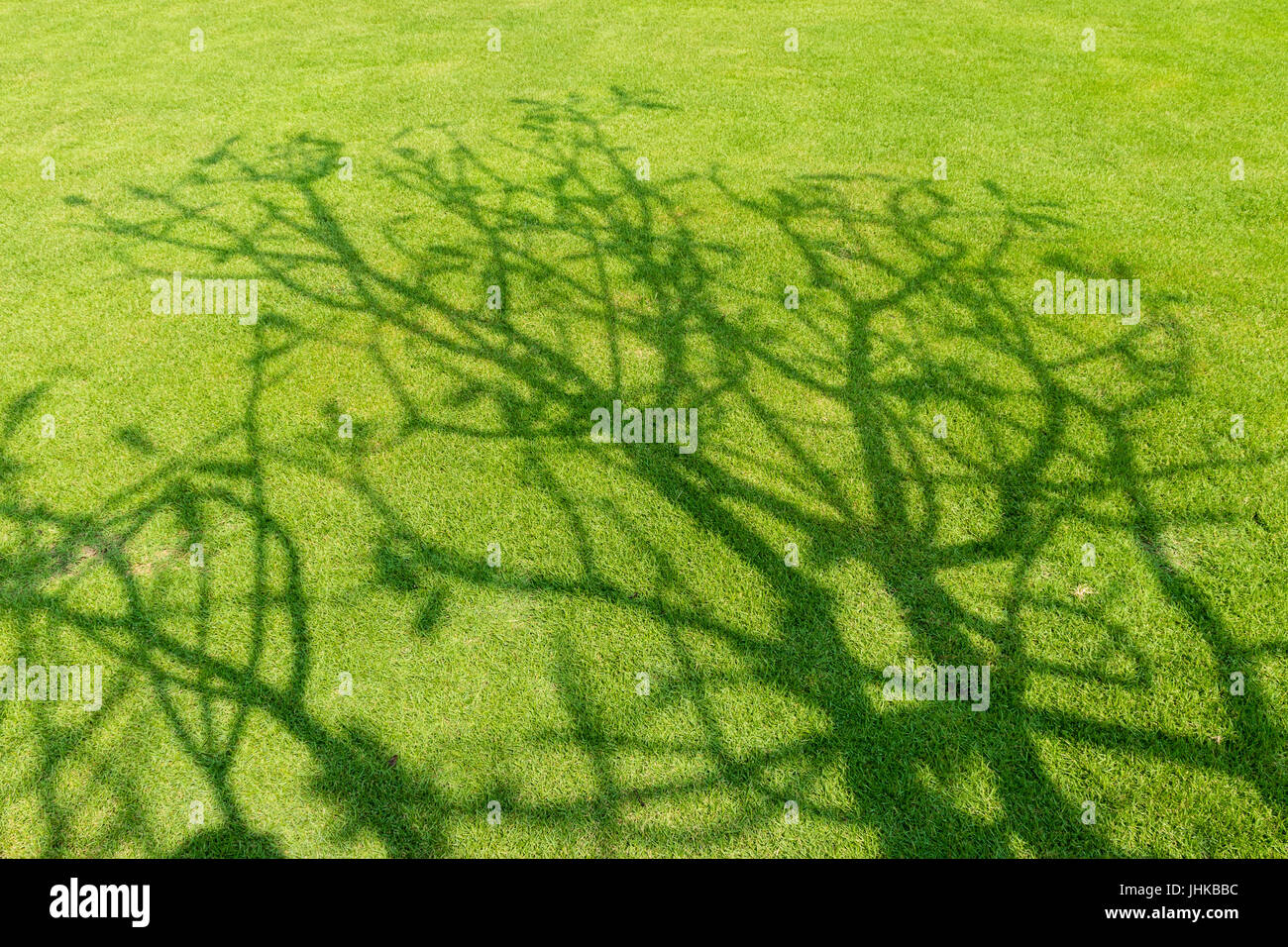 Tree shadow on short green grass in spring Stock Photo - Alamy